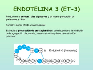 Endotelinas | PPT