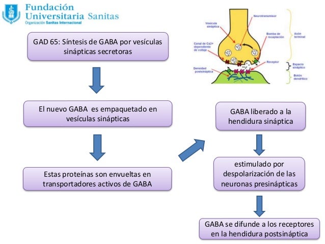 Seminario 2 glutamato y gaba!