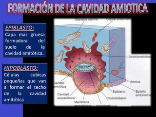 PERIODO PREEMBRIONARIO EMBRIONARIO FETAL Y Circulación Fetal | PPTX