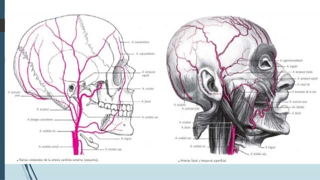 IRRIGACIÓN DE LA CABEZA Y EL CUELLO