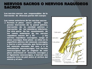 SEMINARIO ANATOMIA 11.pptx