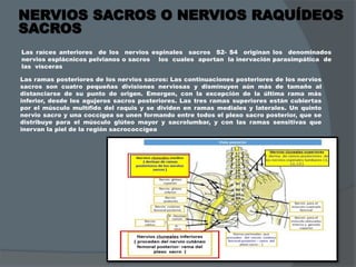 SEMINARIO ANATOMIA 11.pptx