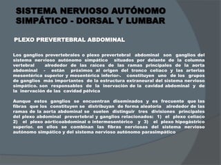 SEMINARIO ANATOMIA 11.pptx