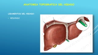 Seminario Axel Higado y vias biliares.pptx