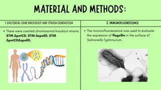 Seminario biología molecular, Maria Antonia Maya. (2).pdf