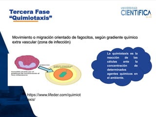 BIOLOGIA FAGOCITOSIS | PPTX