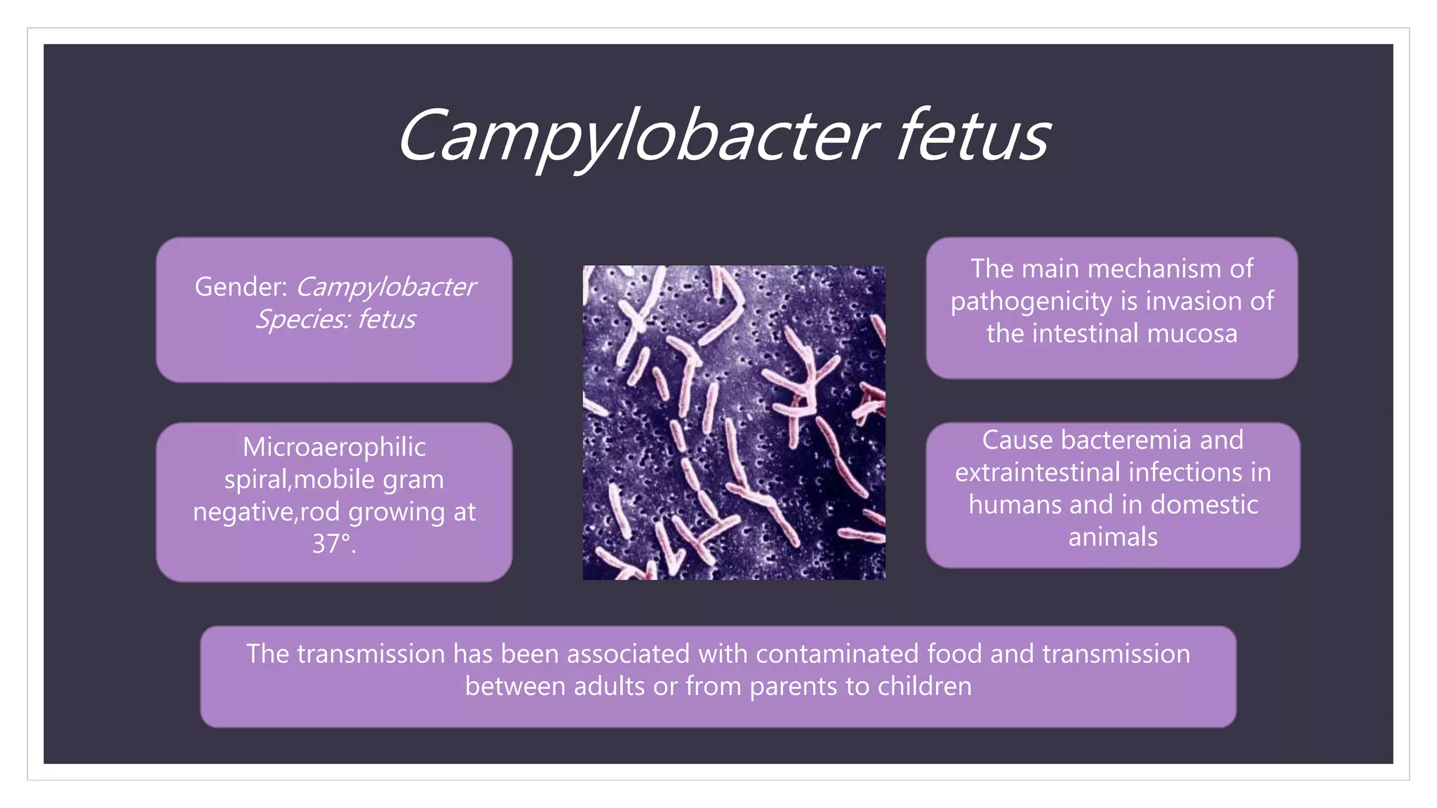 Campylobacter fetus | PPTX