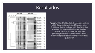 Campylobacter fetus | PPTX