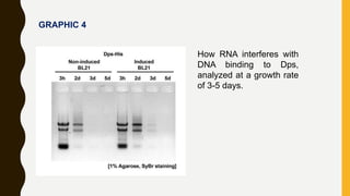 RNA-BINDING AS CHAPERONES OF DNA BINDING PROTEINS FROM STARVED CELLS ...