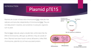 plasmid pTE15 from Lactobacillus reuteri N16 | PPT