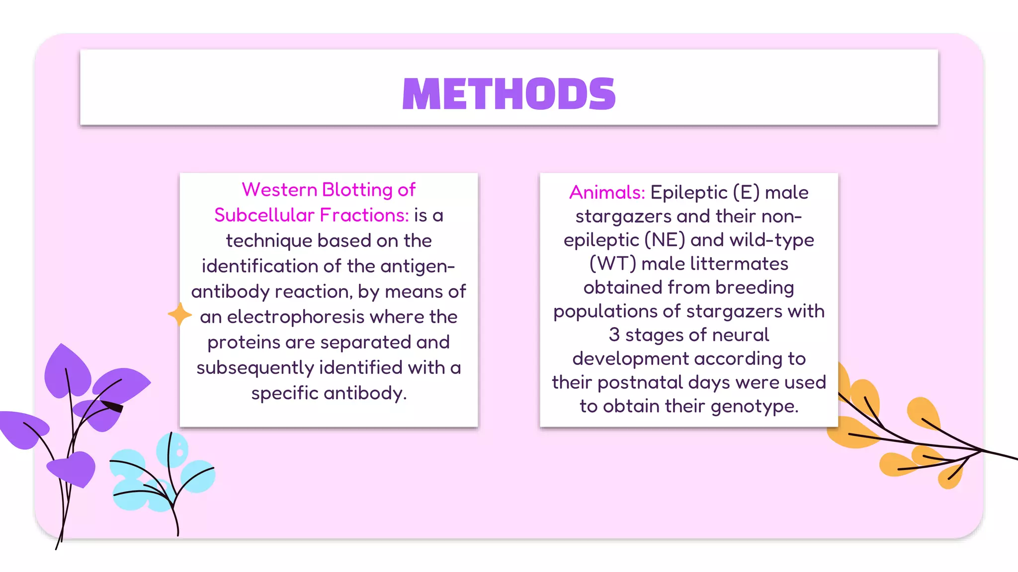 Developmental Inhibitory Changes in the Primary Somatosensory Cortex of ...