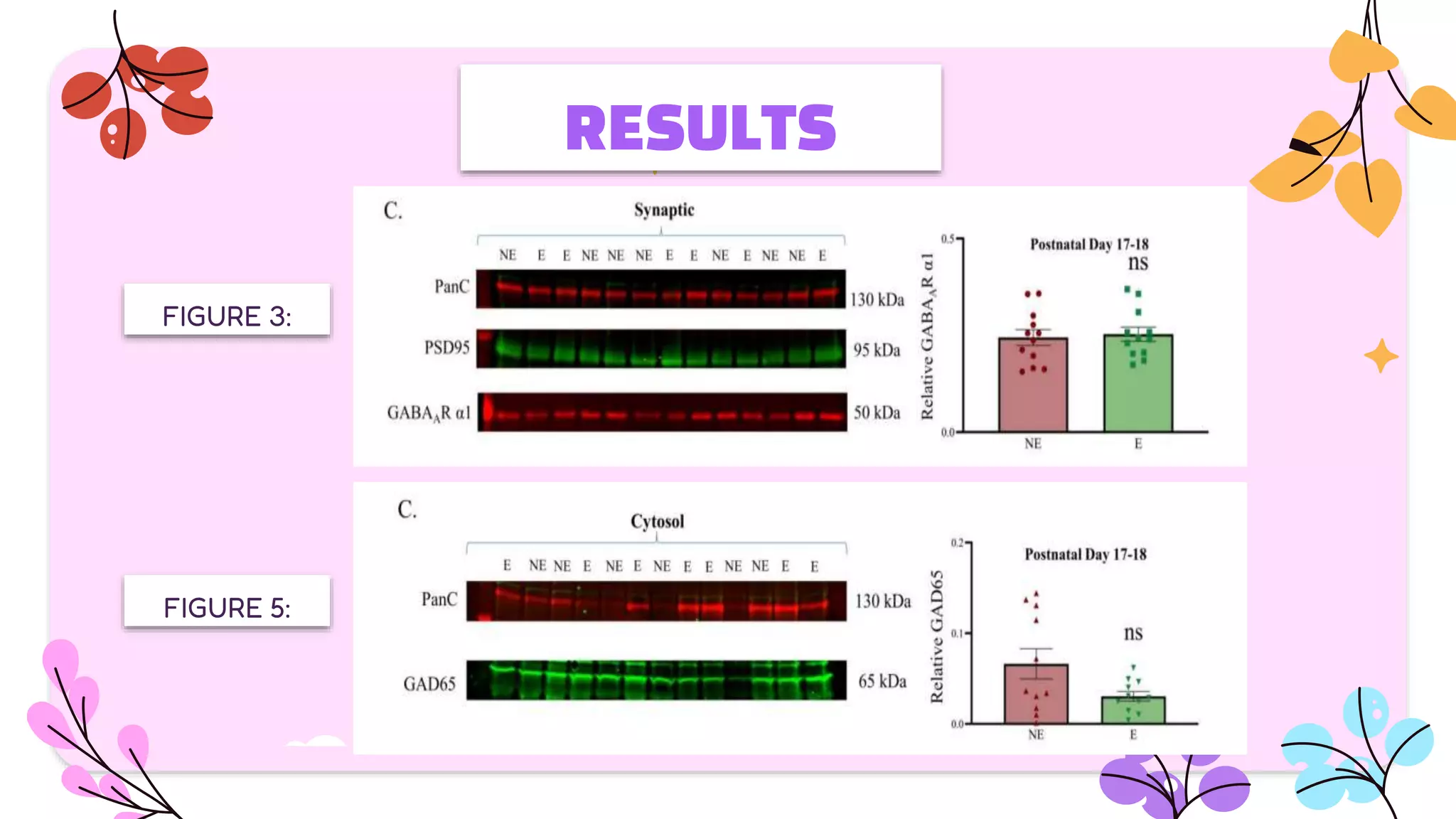 Developmental Inhibitory Changes in the Primary Somatosensory Cortex of ...