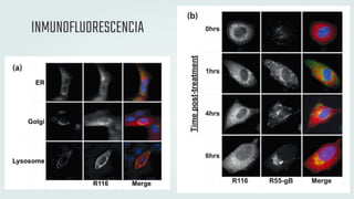 Seminario biología molecular CMV | PPT