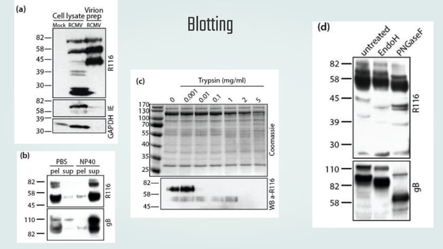 Seminario biología molecular CMV | PPT