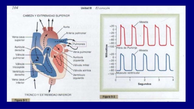 bomba cardiaca