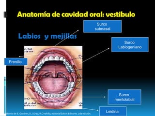 Seminario cavidad oral orangel | PPTX