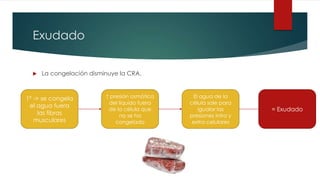 Congelamiento de la Carne y sus Repercusiones | PPTX