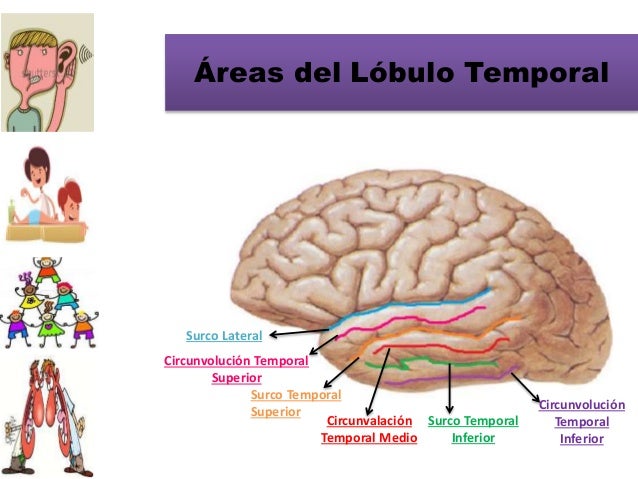 Corteza Cerebral