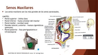 Seminario de Anatomía de senos Paranasales.pptx