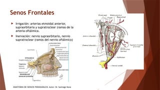 Seminario de Anatomía de senos Paranasales.pptx