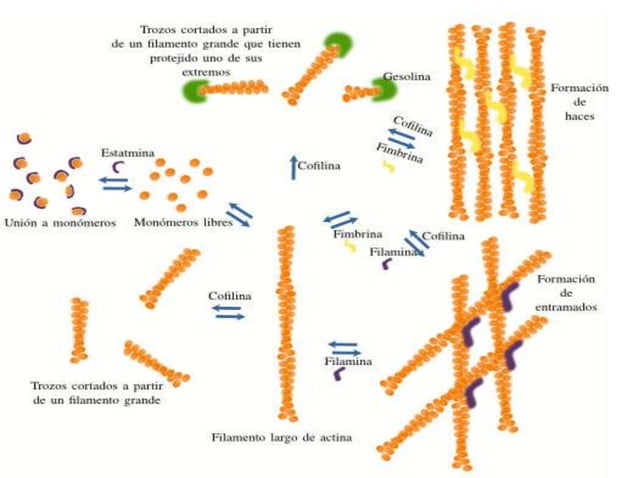 Microfilamentos de Actina | PPT