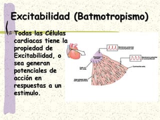 Propiedades del musculo cardíaco. Biofisica. | PPTX