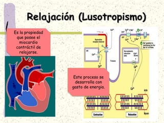 Propiedades del musculo cardíaco. Biofisica. | PPTX