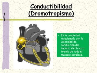 Propiedades del musculo cardíaco. Biofisica. | PPTX