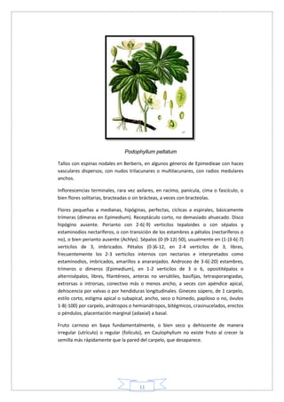 ordenes de y familias botánica | DOCX