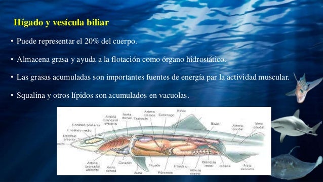 Seminario de Chondrichthyes (condrictios)