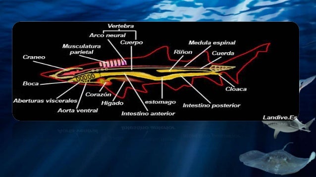 Seminario de Chondrichthyes (condrictios)