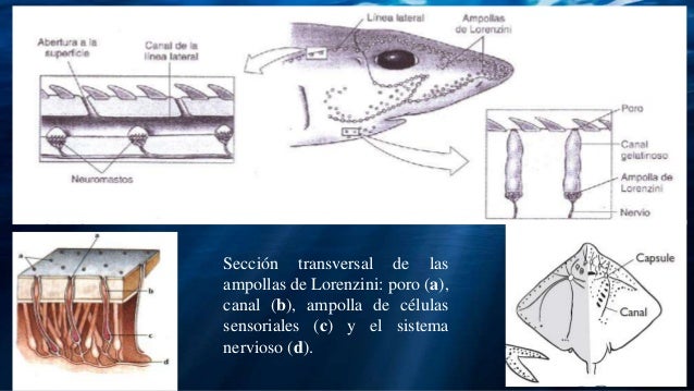 Seminario de Chondrichthyes (condrictios)