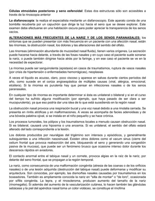 Seminario de exploracion de nariz, según wuani docx | DOCX