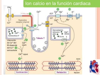 Efecto de los iones potasio y calcio sobre la función cardiaca | PPTX