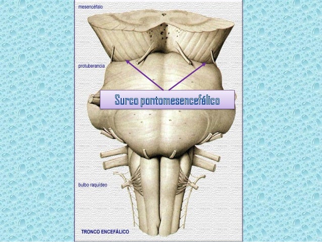 Seminario de neuroanatomia