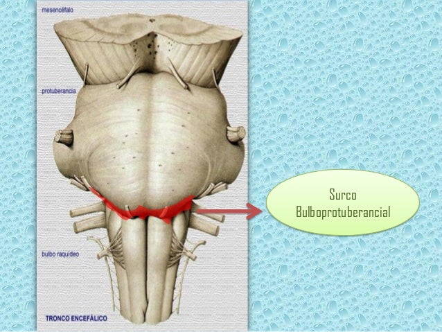 Seminario de neuroanatomia