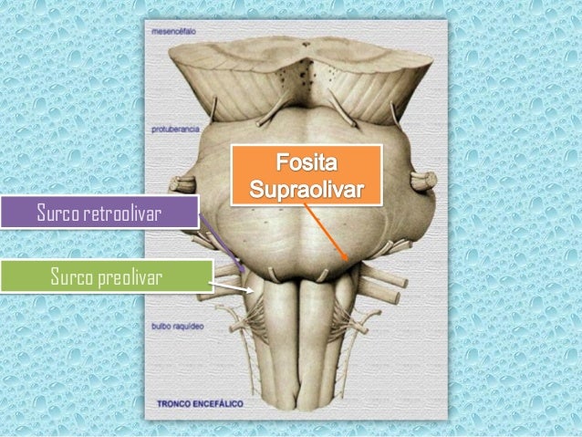 Seminario de neuroanatomia