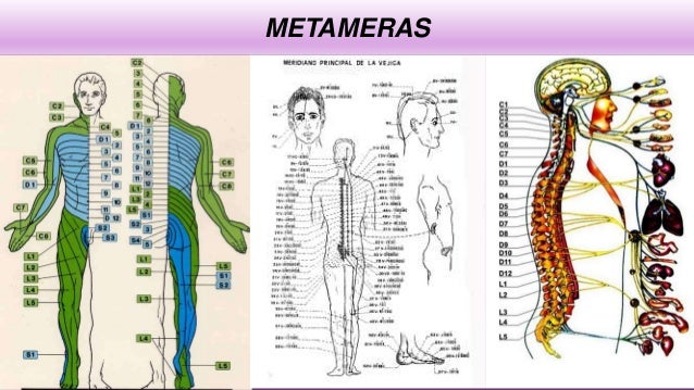 Seminario de osteopatia y naturopatia 2014