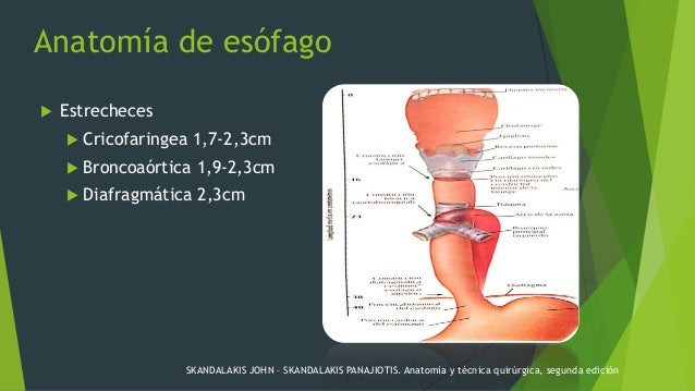 Enfermedades Del Esofago