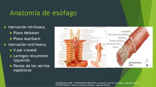 patologia benigna de esofago
