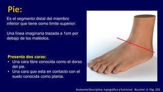 ANATOMIA DE PIE 1 | PDF