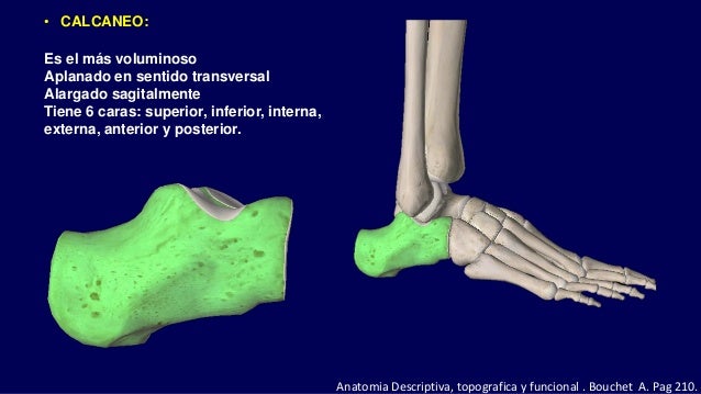 ANATOMIA DE PIE 1