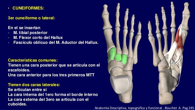 ANATOMIA DE PIE 1