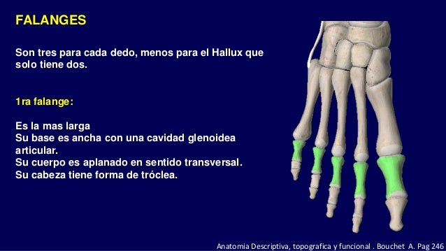 ANATOMIA DE PIE 1