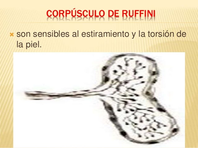 SEMINARIO PIEL Y FANERAS