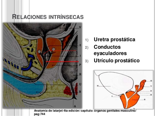 Seminario de Prostata. Urologia