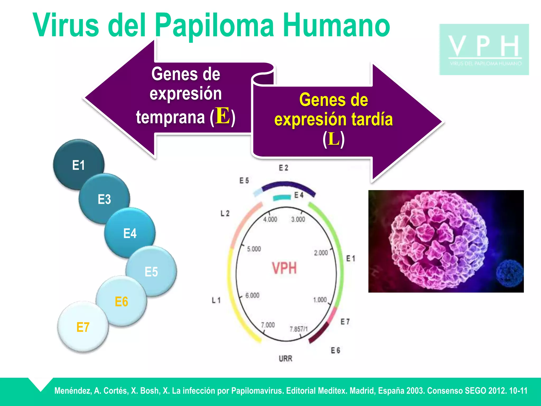 VPH (Virus del Papiloma Humano) | PPTX | Infectious Diseases | Diseases ...