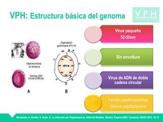 Tipos De HPV Mais Graves Enfermagem, 56% OFF