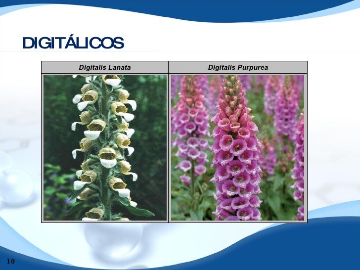 Seminario digitalicos