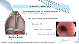 Embriologìa, histologìa, anatomìa y fisiologìa del esofago. | PPTX